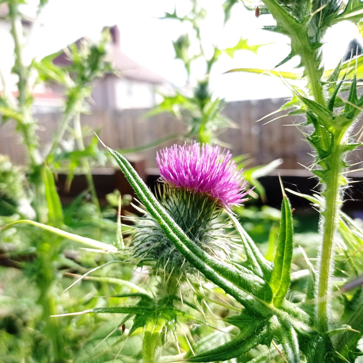 What Matters? Nature Matters... – Green Heart Collective